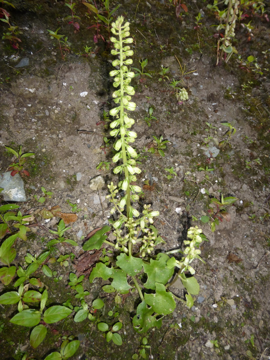 Cornelly 03 | A Cornish Journey